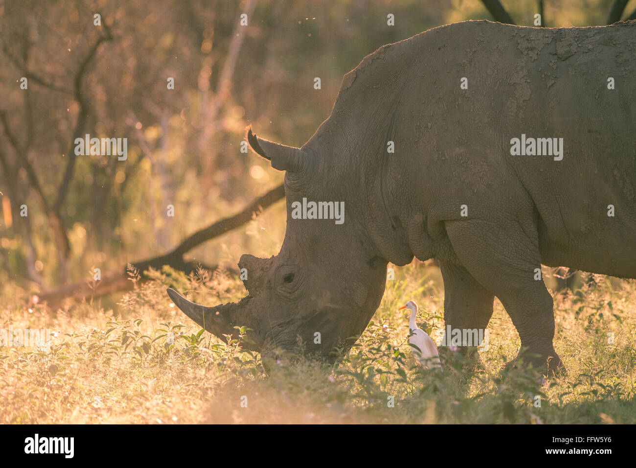 African white rhino sunset hi-res stock photography and images - Alamy
