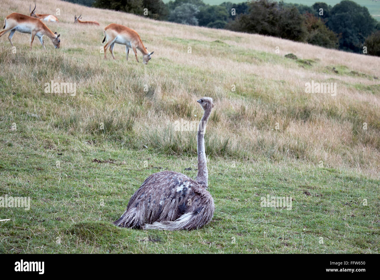 Common Ostrich (Struthio camelus Stock Photo - Alamy