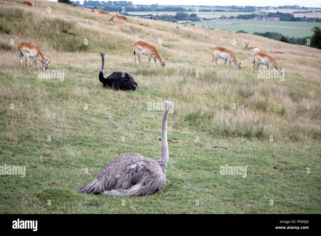 Common Ostrich (Struthio camelus Stock Photo - Alamy