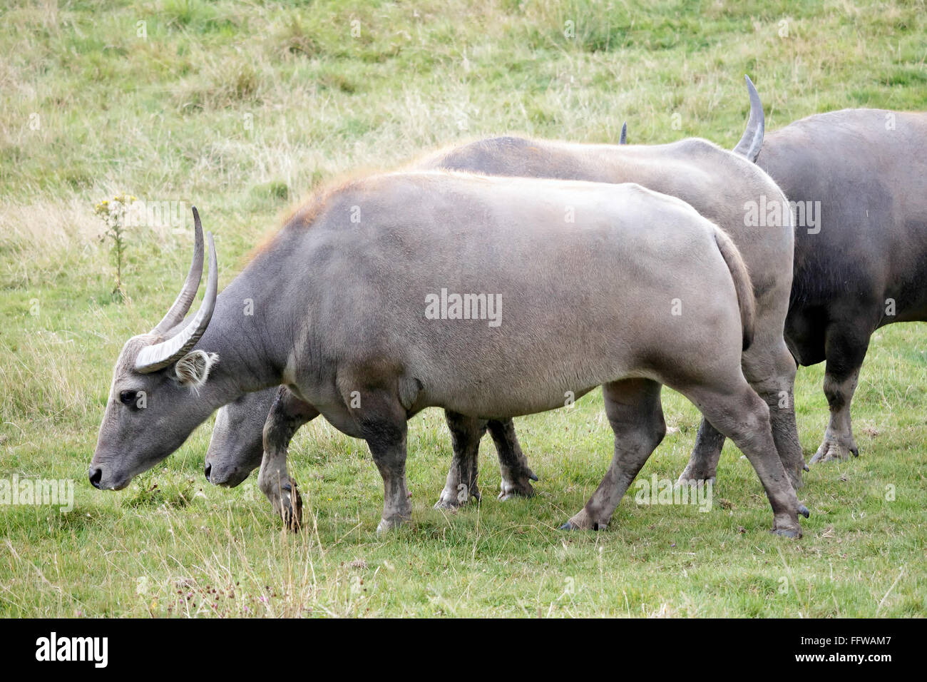 Domestic asian water buffalo hi-res stock photography and images - Alamy