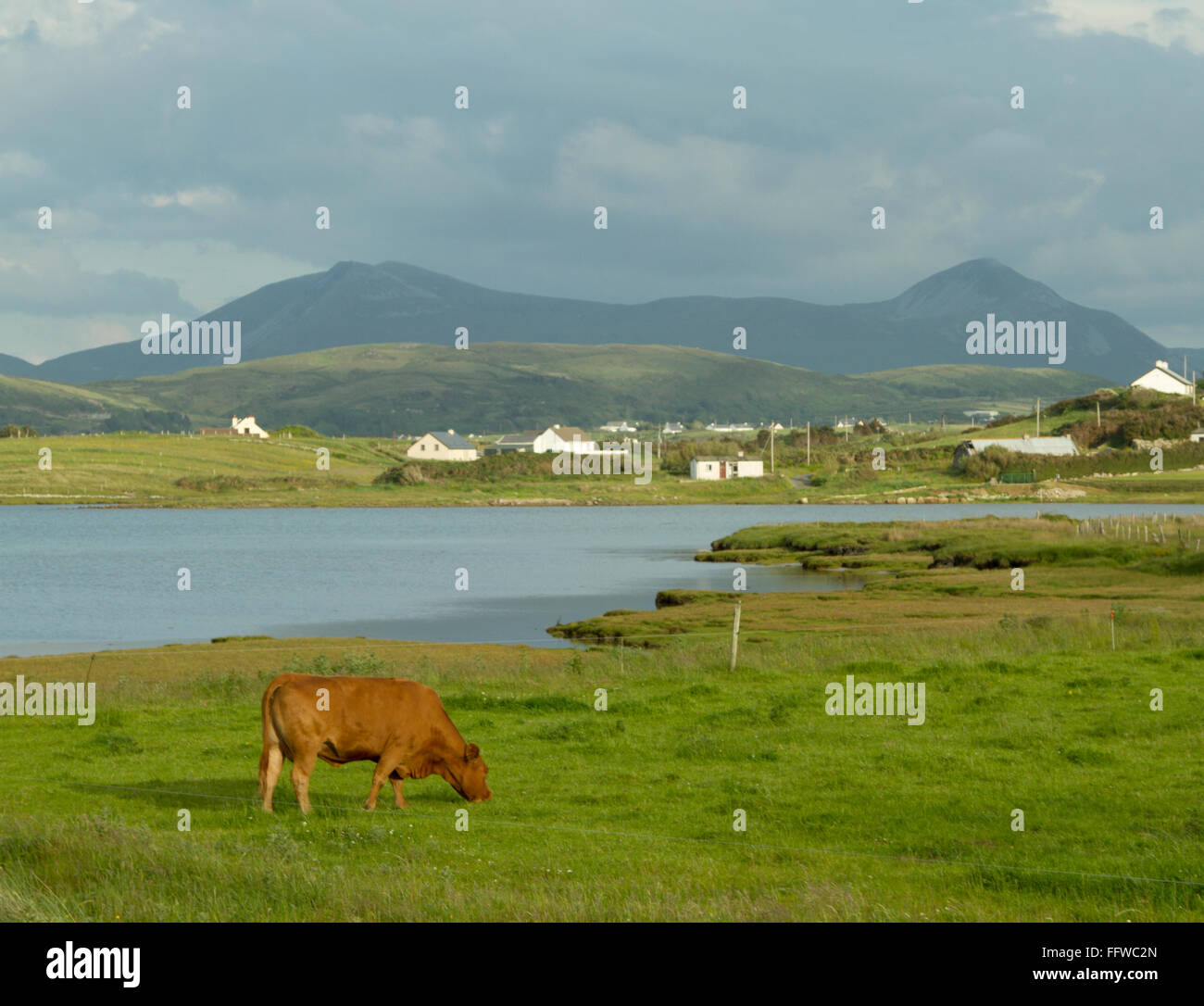 A lone cow grazes in Donegal, Ireland with the Derryveagh mountains and ...