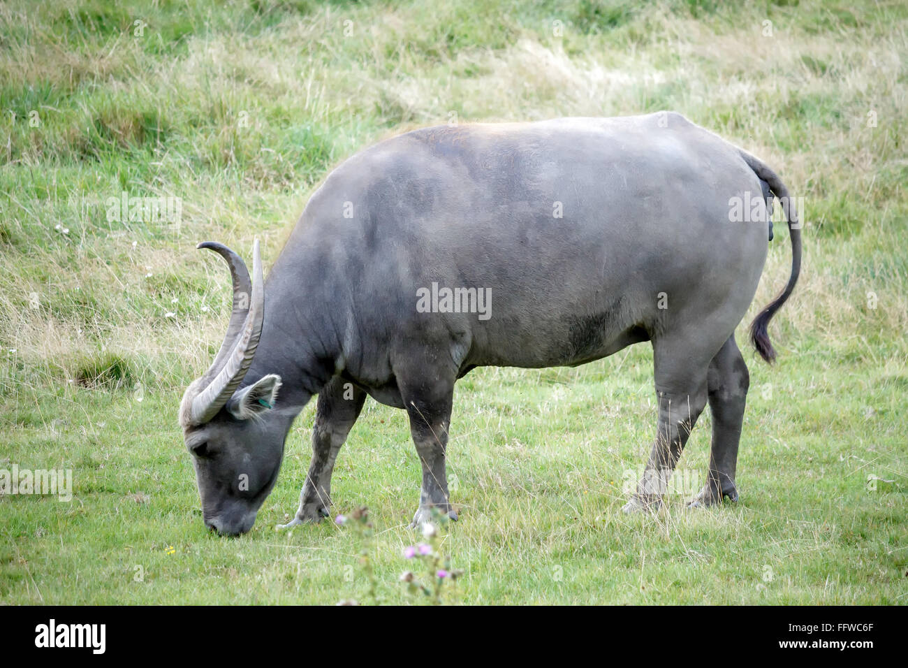 Domestic asian water buffalo hi-res stock photography and images - Alamy