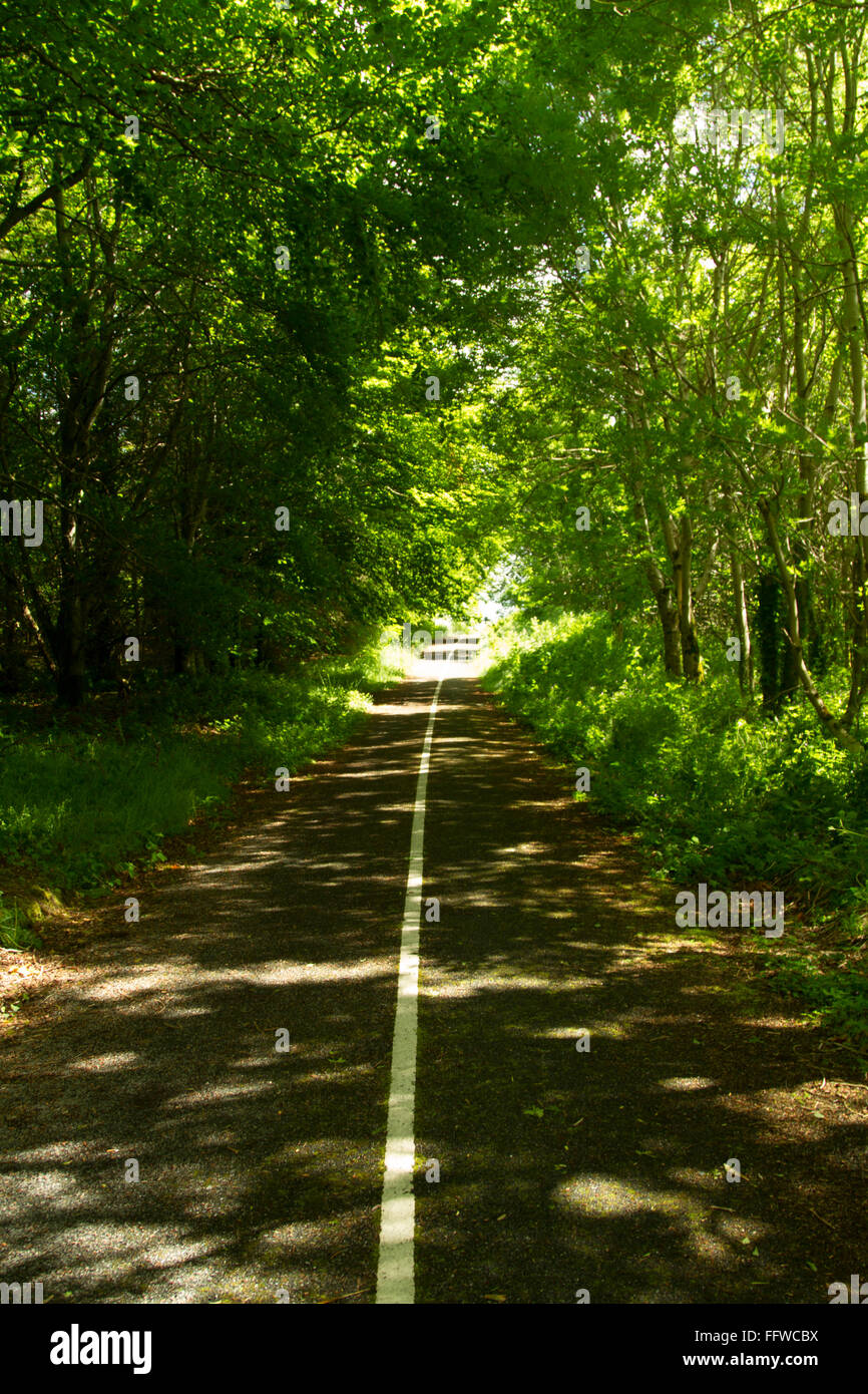 Trees border a forest path which has a white line down its centre ...