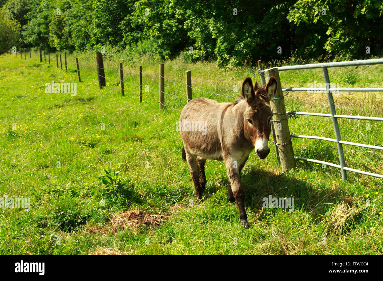 A donkey stands alone beside a gate in a field surrounded by greenery ...