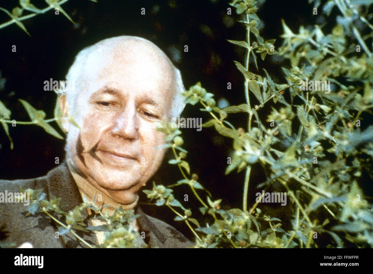 MELVIN CALVIN (1911-1997). /nAmerican chemist. Photographed c1985 with ...