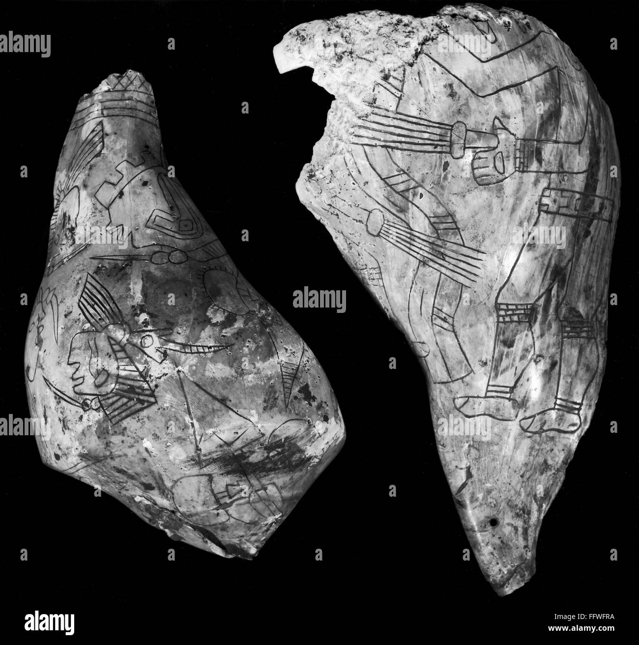 SPIRO MOUNDS: SHELLS. /nEngraved conch shells from Spiro Mounds, a ...