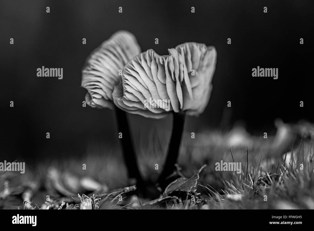 Clam leaf Black and White Stock Photos & Images - Alamy