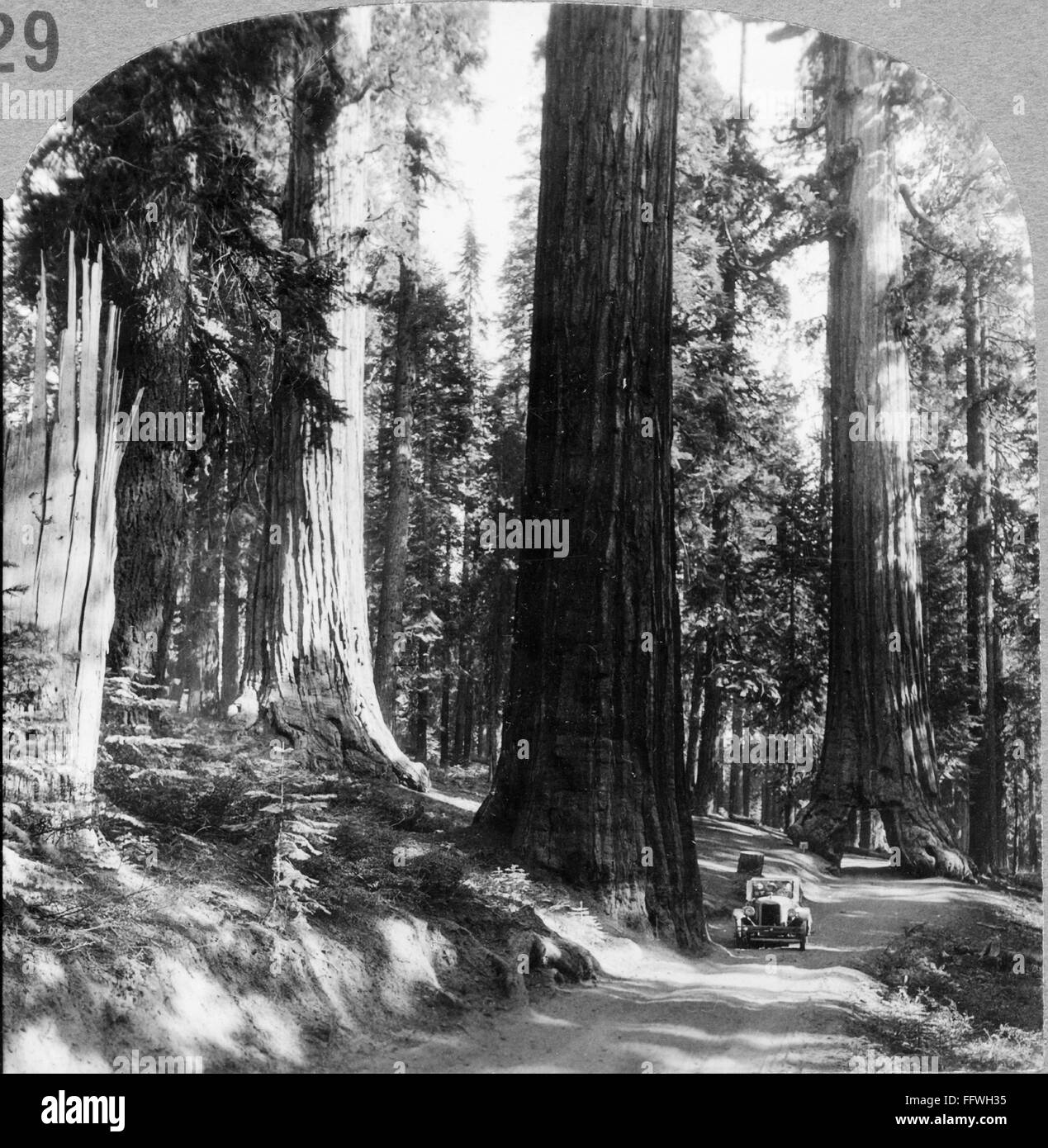 Giant sequoia tree in mariposa hi-res stock photography and images - Alamy