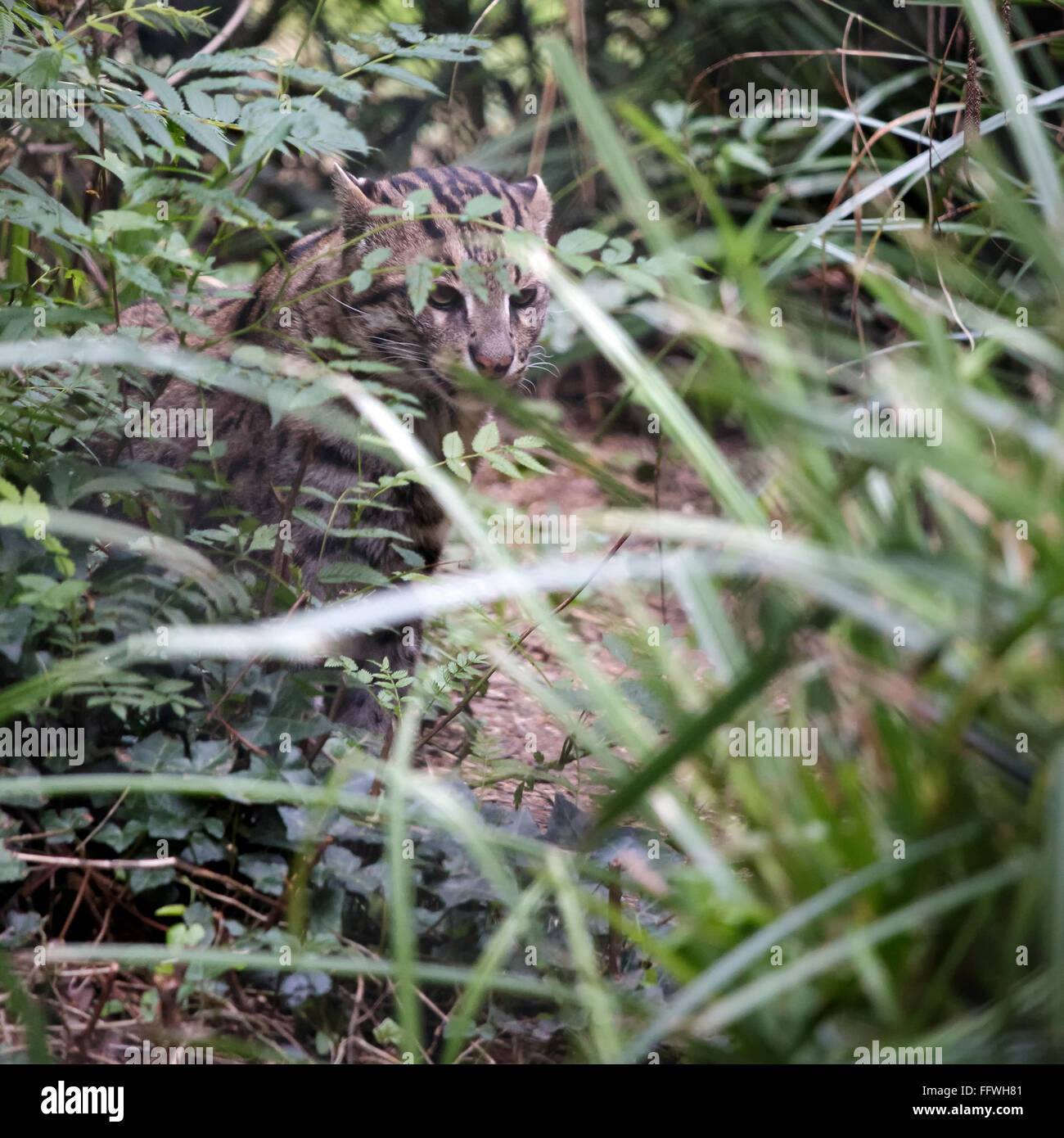 Felis viverrinus hi-res stock photography and images - Alamy