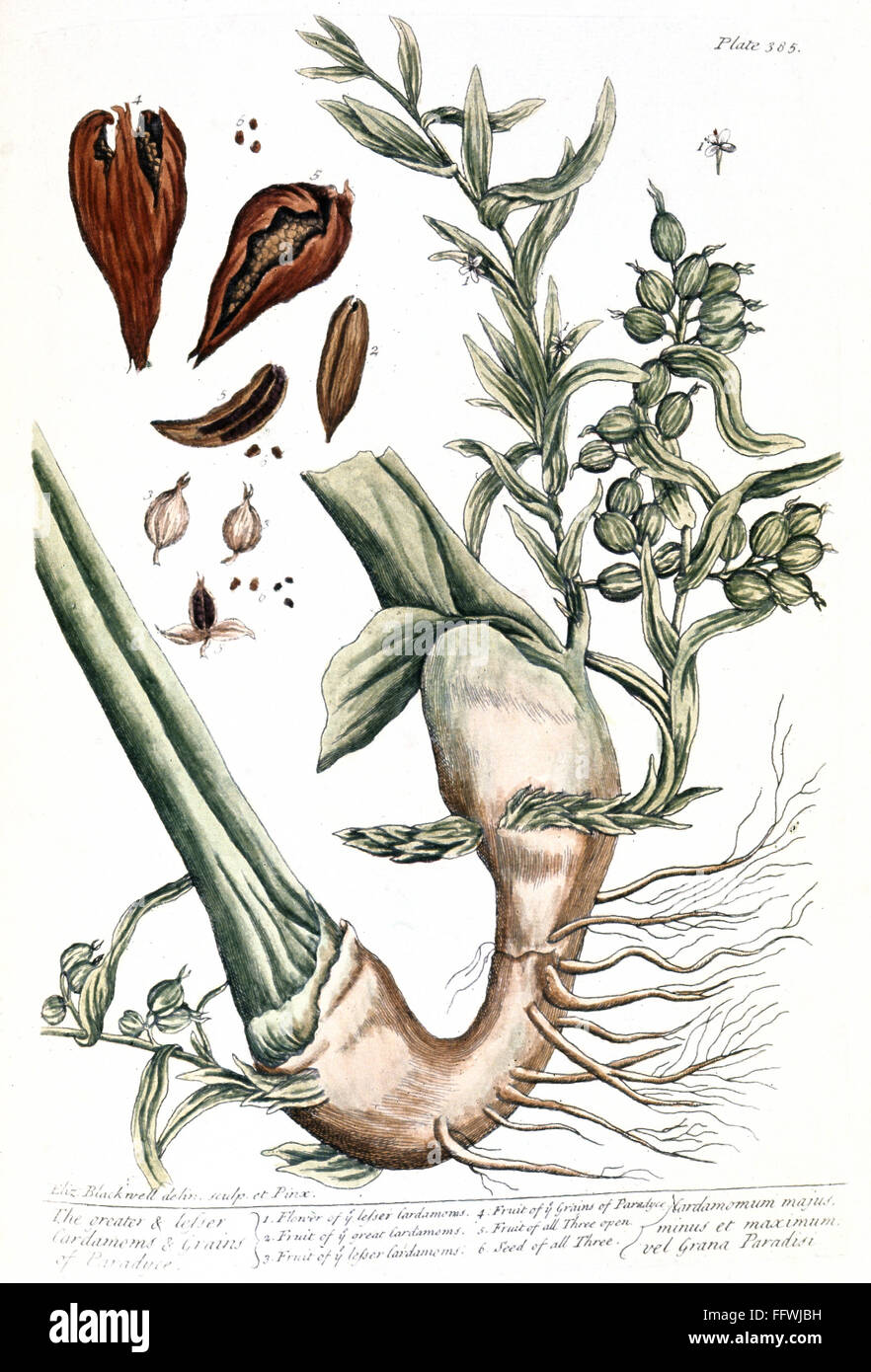 CARDAMOM, 1735. /nThe cardamon plant with seedpod. Line engraving by ...