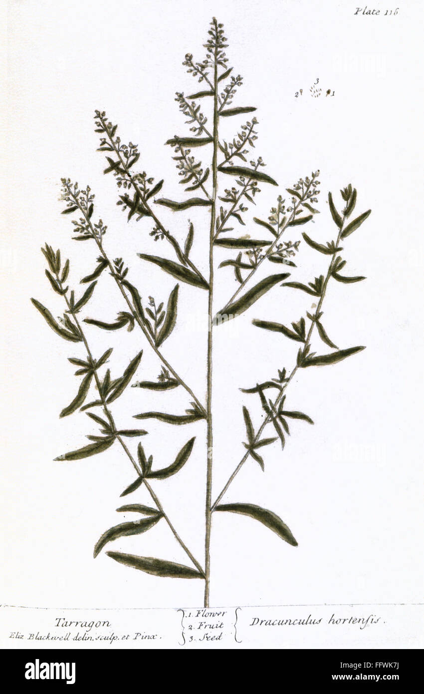 TARRAGON, 1735. /nThe tarragon plant (dracunculus hortensis). Line ...