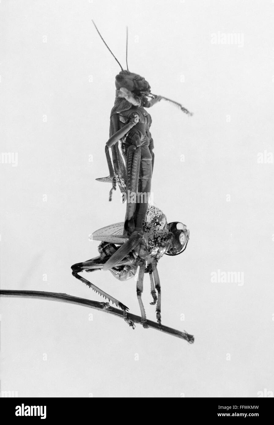 JERUSALEM: LOCUSTS, 1915. /nA locust molting its shell, during a locust ...