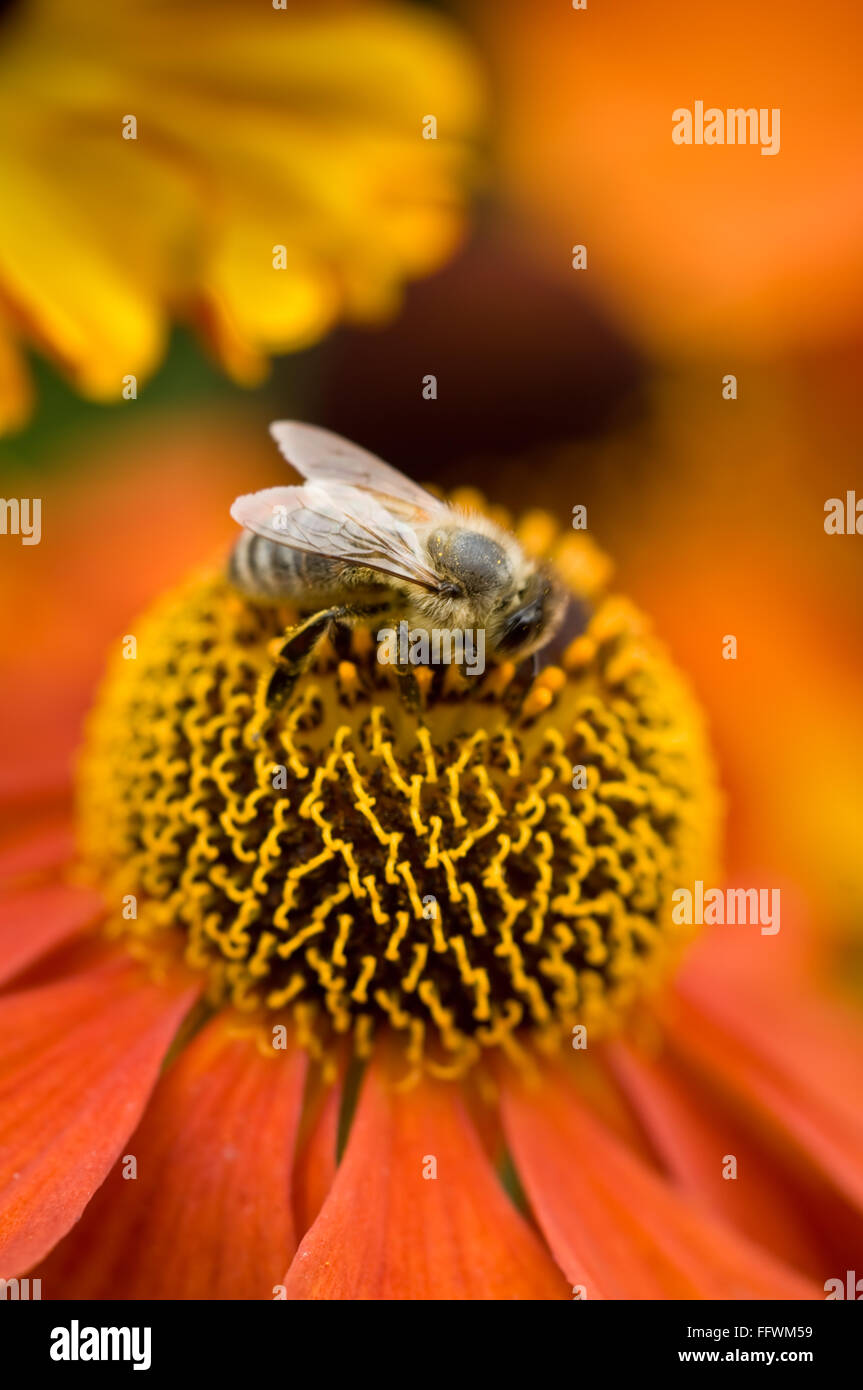 SIngle worker bee feeding on orange helenium pollen closeup Stock Photo ...