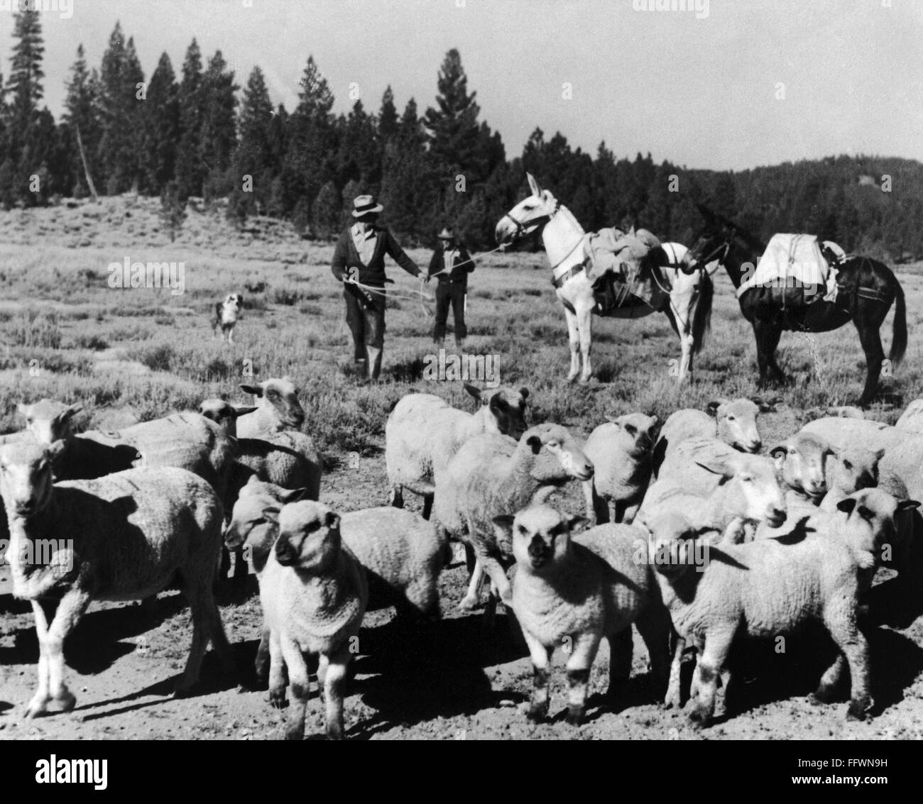 NEVADA: BASQUE IMMIGRANTS. /nBasque sheepmen in northern Nevada, 1920s ...