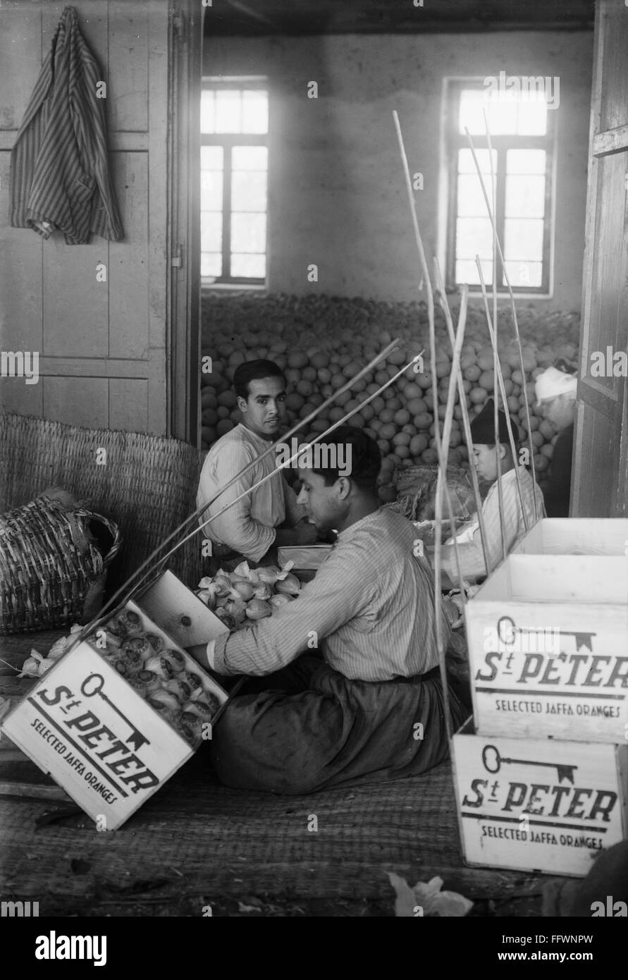 JAFFA: ORANGES, c1910. /nWorkers packing oranges into crates at a ...