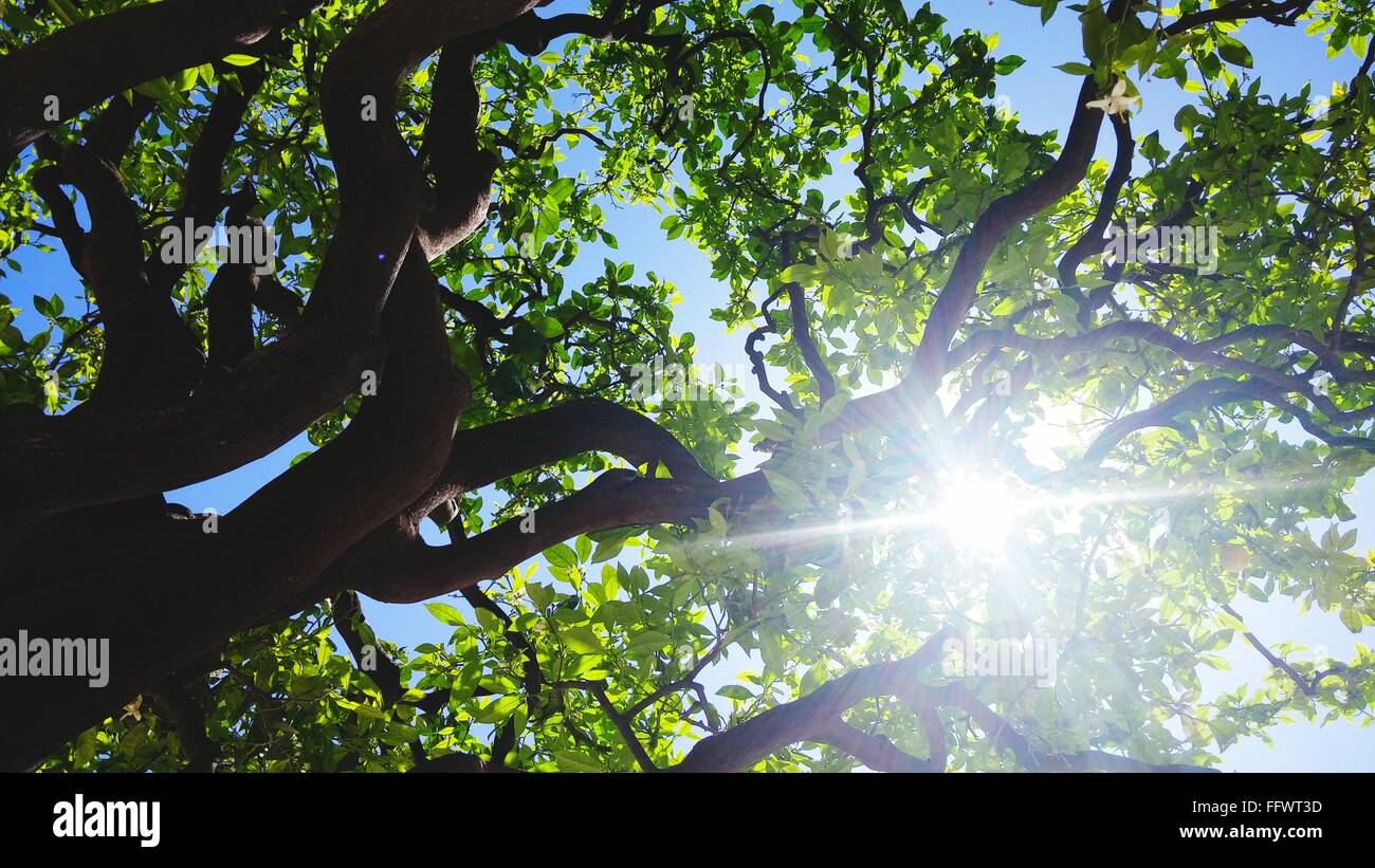 Low Angle View Of Sun Streaming Through Branches Stock Photo - Alamy