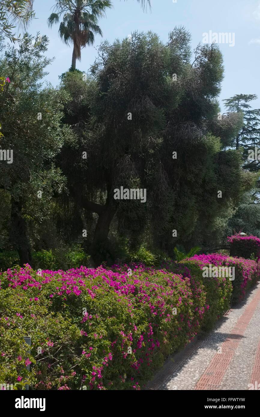 Taormina : A n attractive hedge lined path in the municipal gardens ...