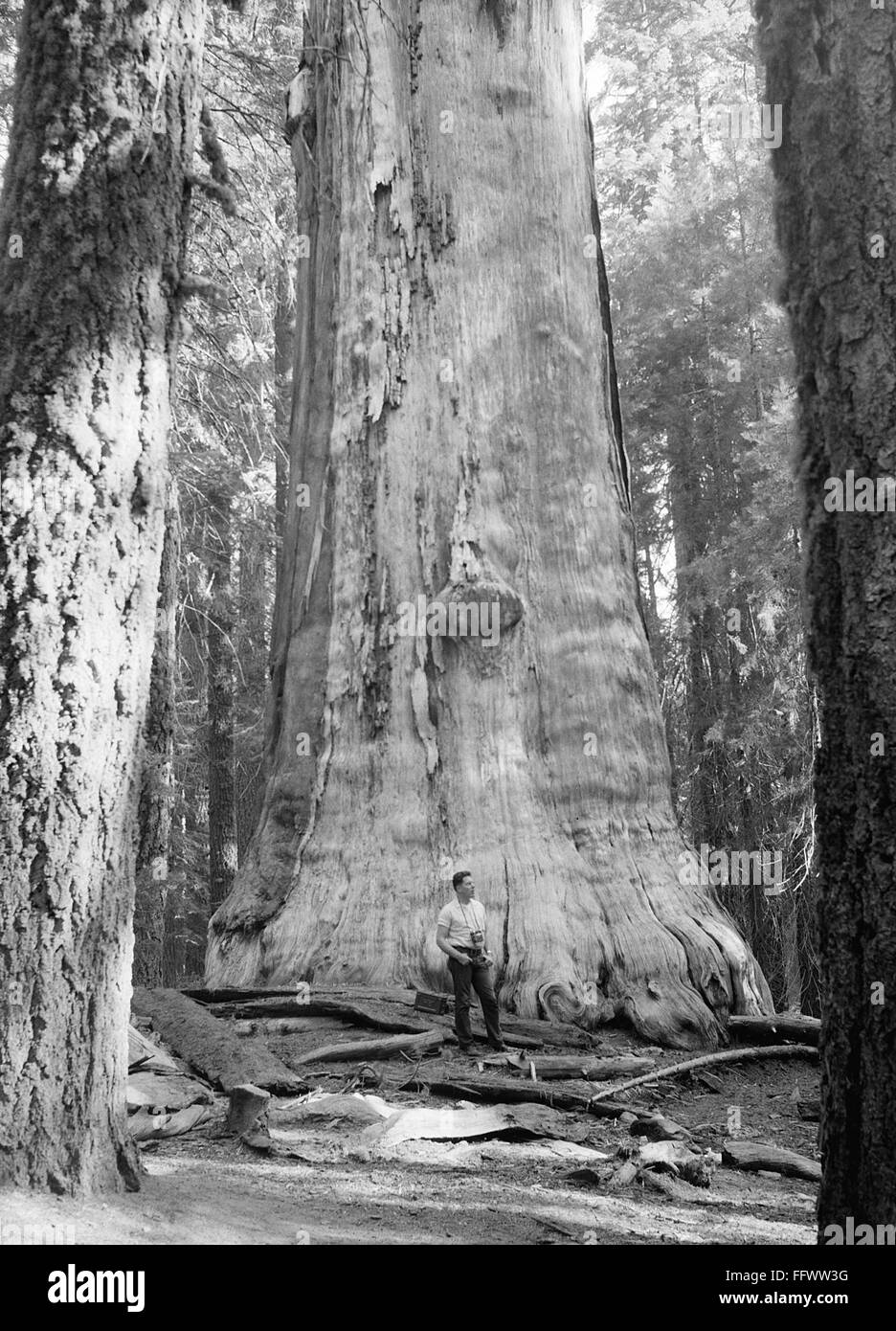 SEQUOIA NATIONAL PARK. /nA tourist standing beside 'The Dead Giant ...
