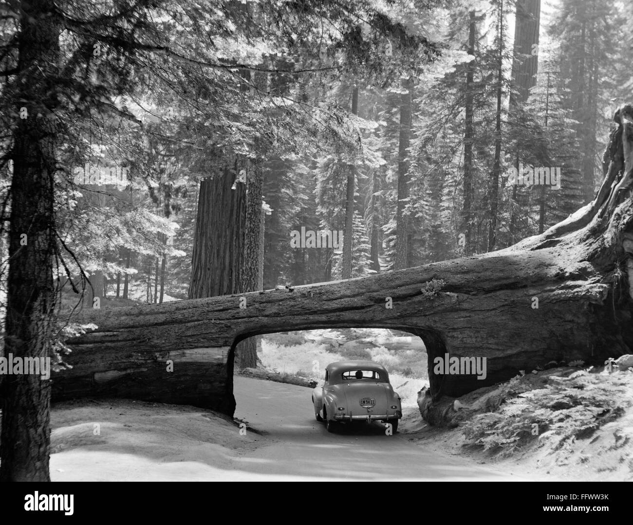 SEQUOIA NATIONAL PARK. /nAn automobile in a tunnel log, cut through a ...