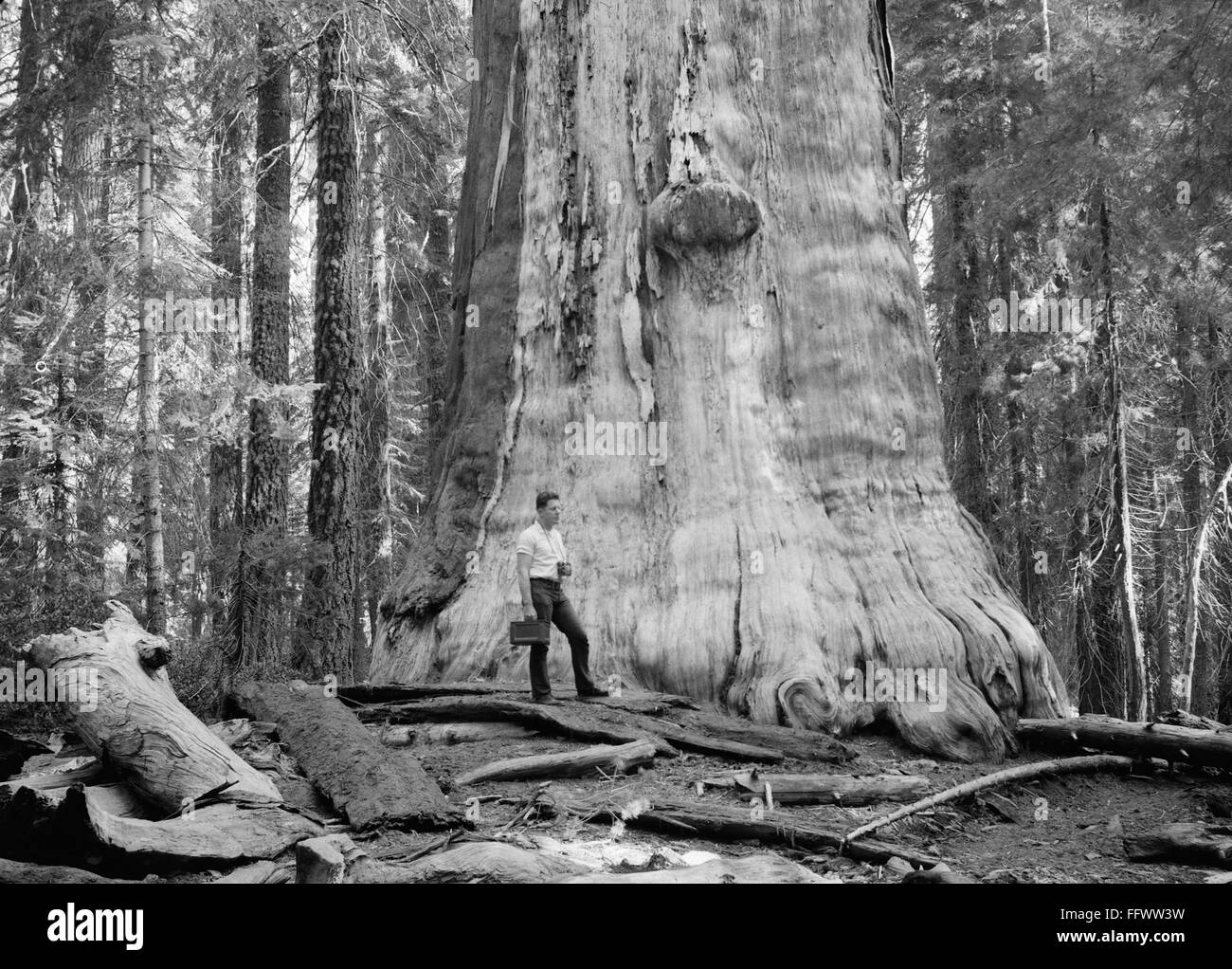 SEQUOIA NATIONAL PARK. /nA tourist standing beside 'The Dead Giant ...