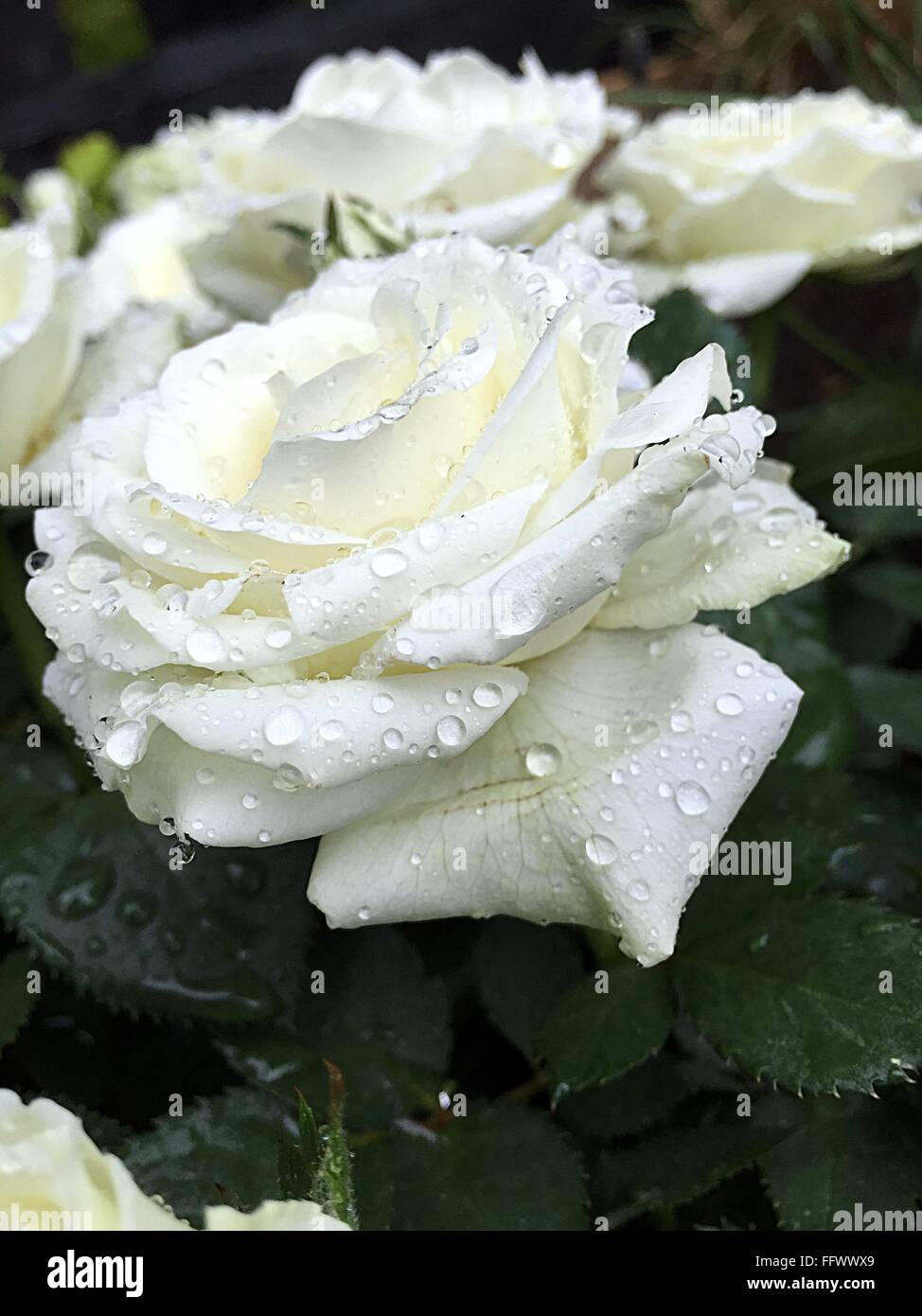 White roses water drops hi-res stock photography and images - Alamy