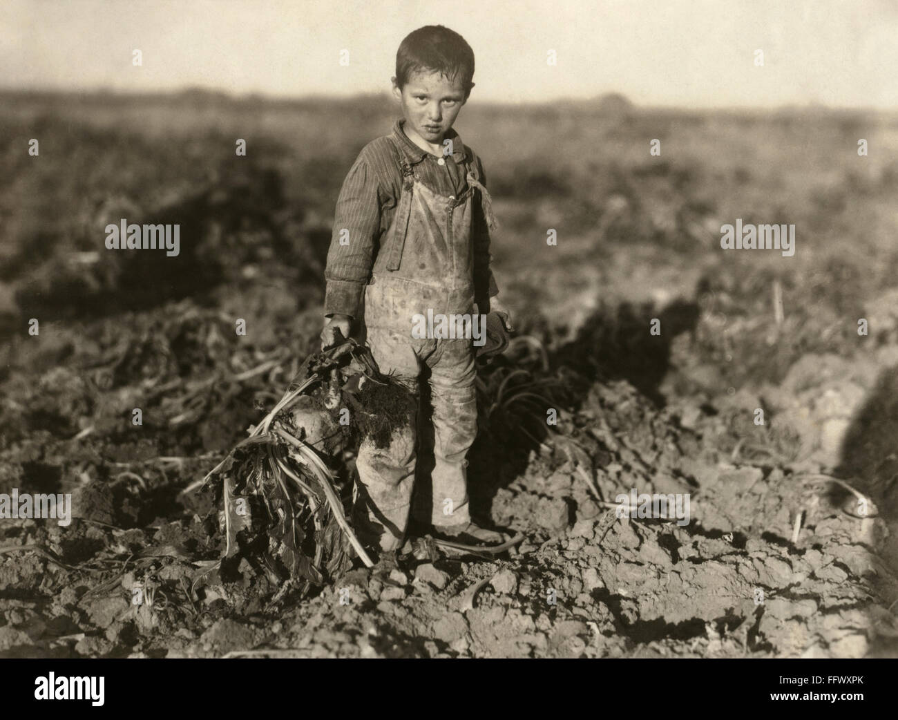 SUGAR BEET WORKER, 1915. /nSix-year old boy pulling beets on his ...