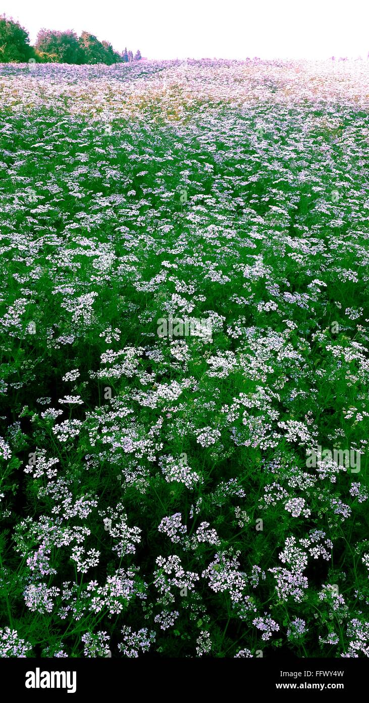 Field of coriander hi-res stock photography and images - Alamy