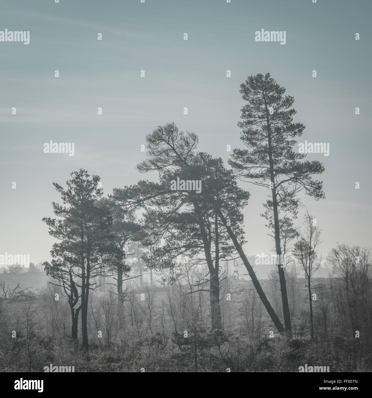 Scots pine trees hi-res stock photography and images - Alamy