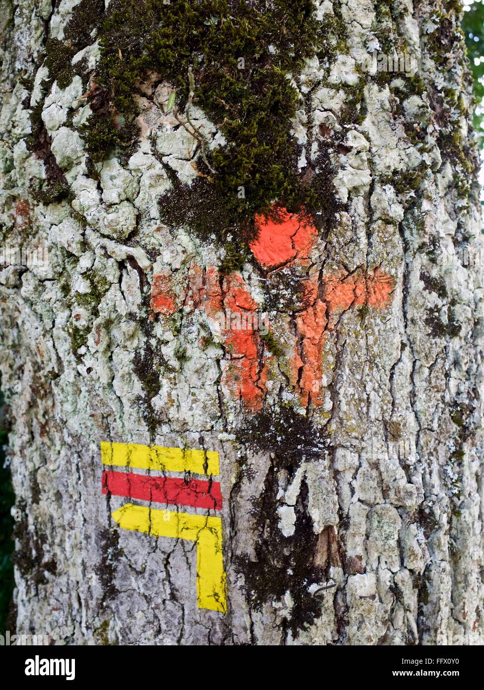 Tree trunk art hi-res stock photography and images - Alamy
