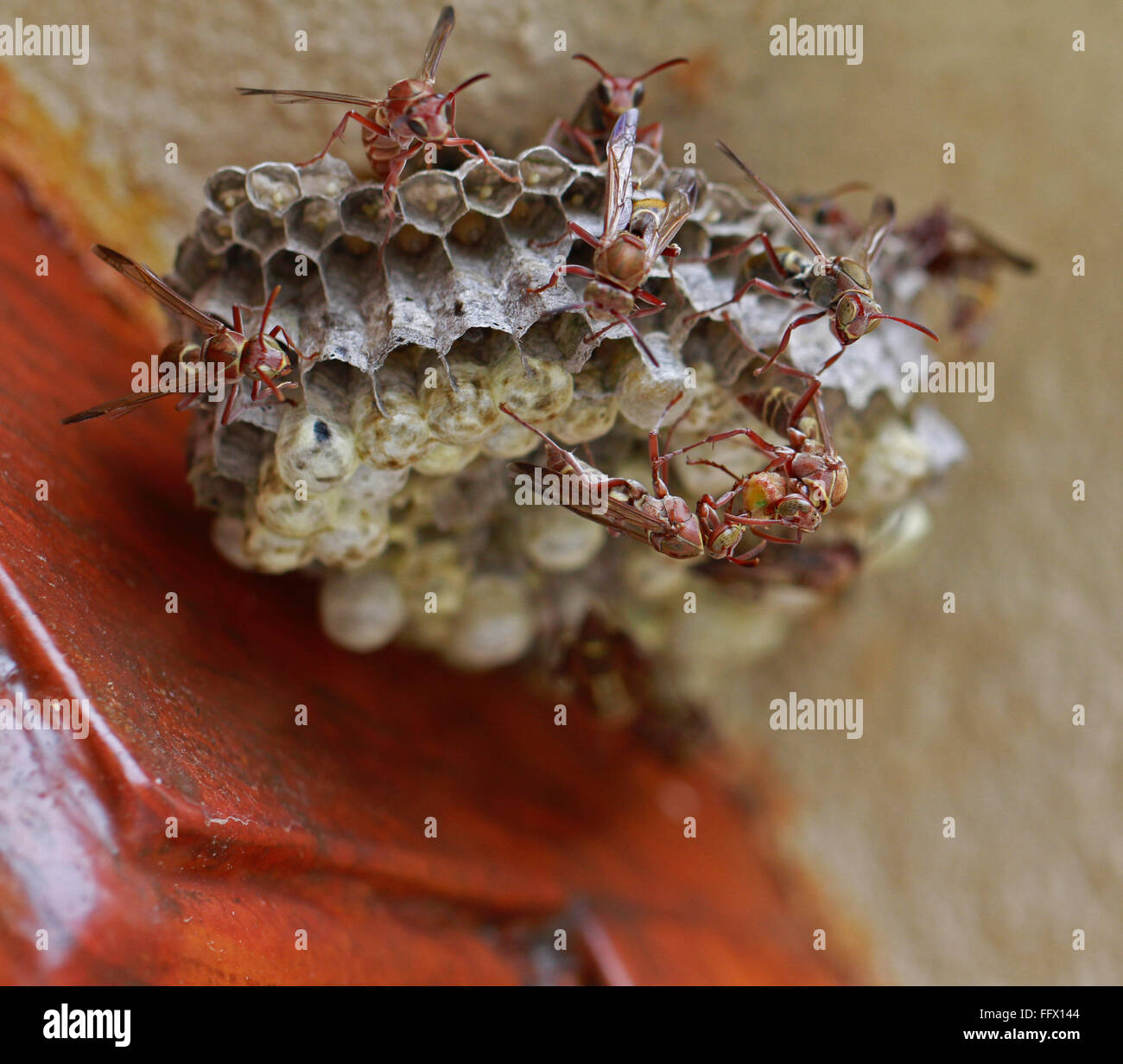 Wasps Nest In South Africa Stock Photos & Wasps Nest In South Africa ...