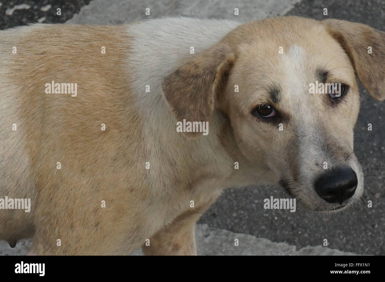 Stray animals day hi-res stock photography and images - Alamy
