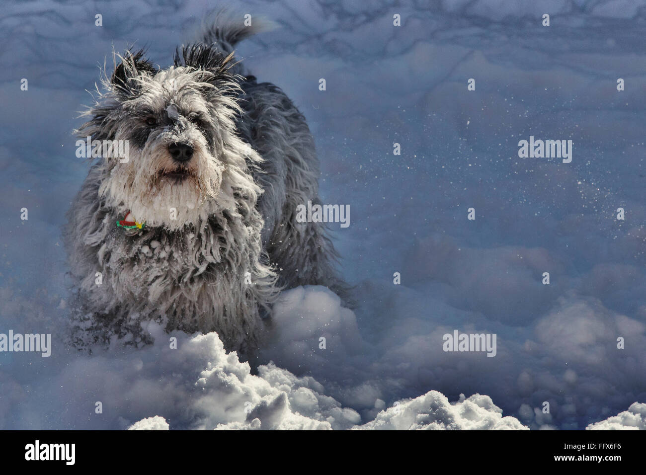 Miss Boo playing in the snow Stock Photo - Alamy