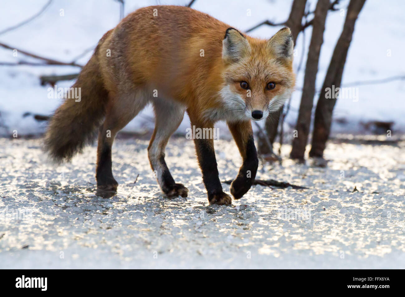 red fox on ice Stock Photo - Alamy