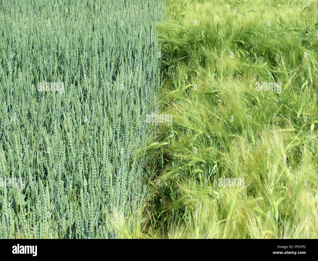 Crops In Field Stock Photo - Alamy