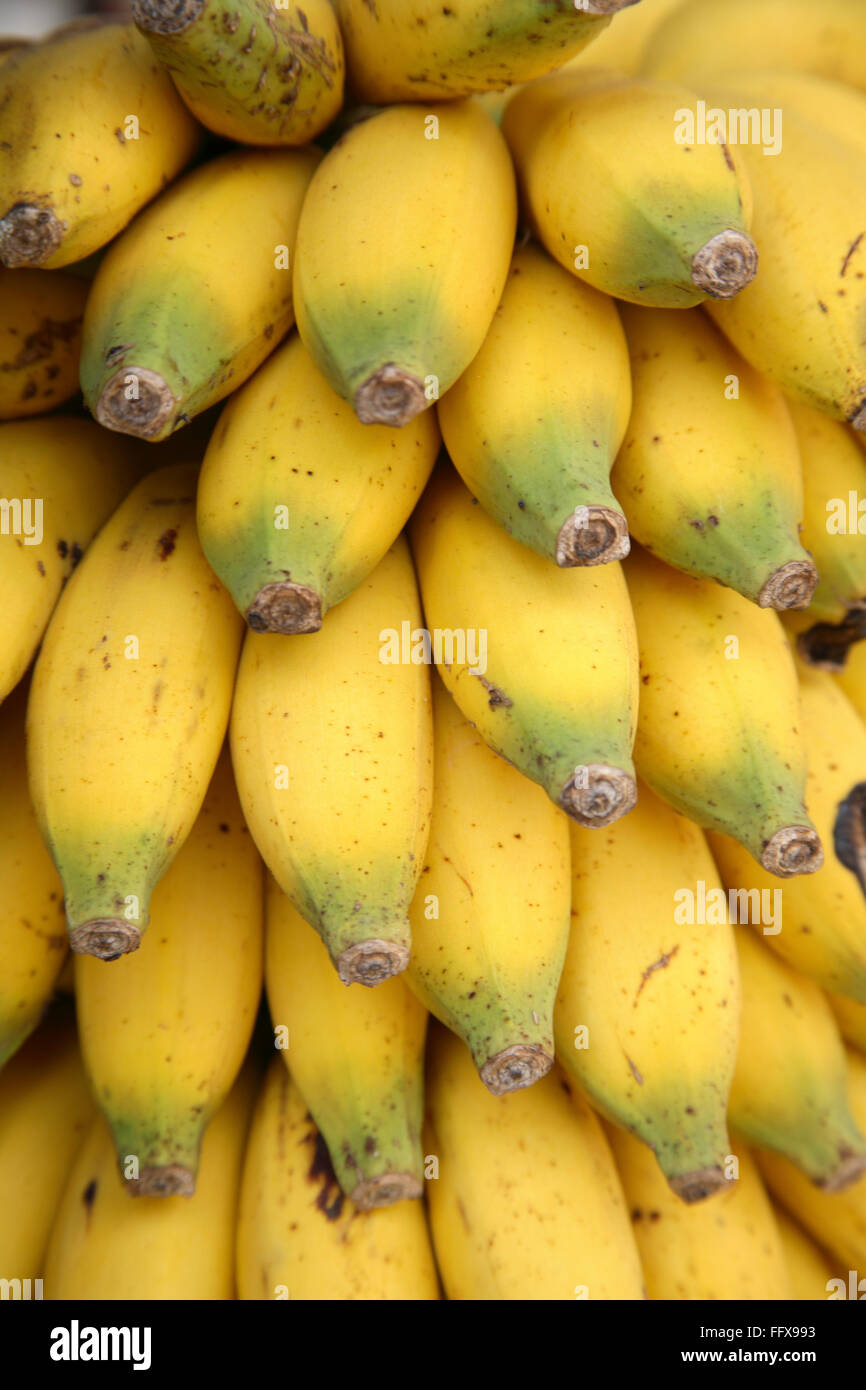 Banana fruit Botanical name Musa paradisiacal Family Musaceae bunch of ...
