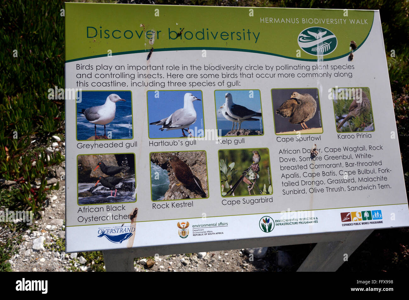 A information sign along the Hermanus Biodiversity walk , Western Cape ...