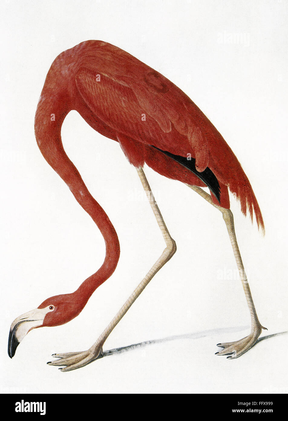 AUDUBON: AMERICAN FLAMINGO. /n(Phoenicopterus ruber). Watercolor by ...