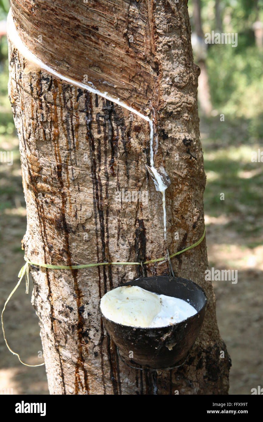 Rubber tree hi-res stock photography and images - Alamy