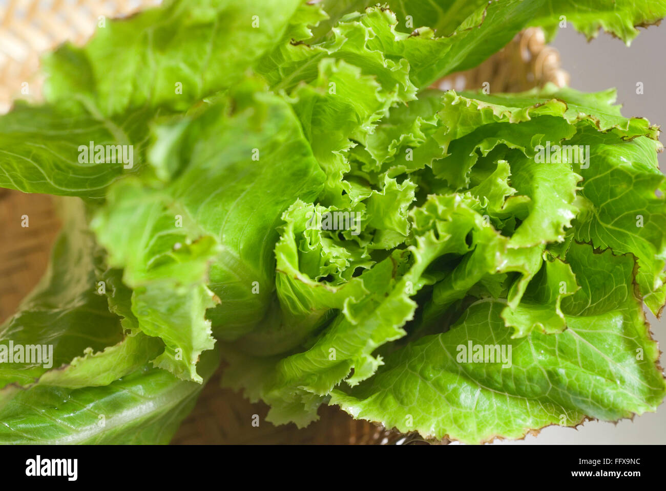 Lettuce leaves green fresh vegetable salad Stock Photo - Alamy