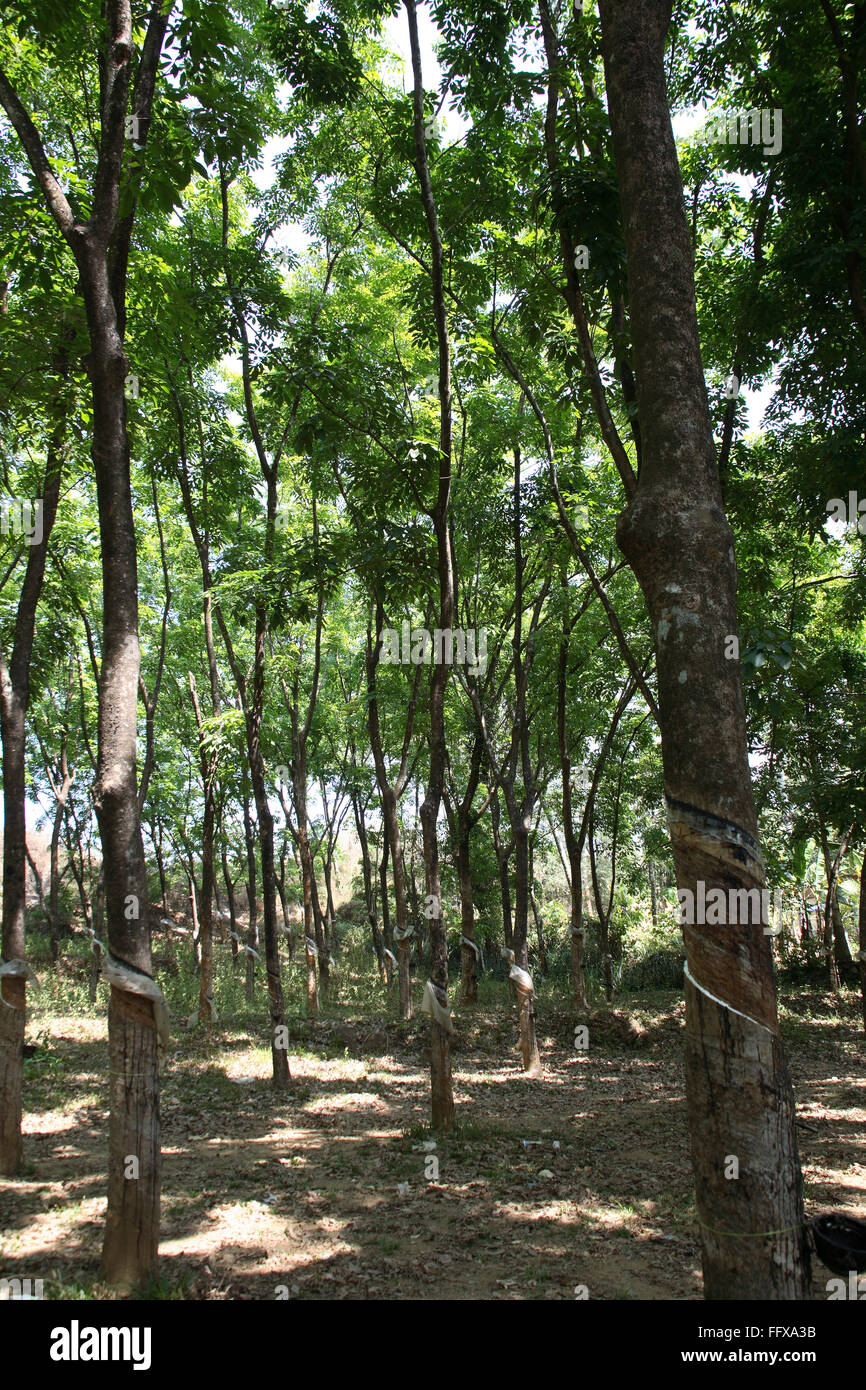 Hevea brasiliensis hi-res stock photography and images - Alamy