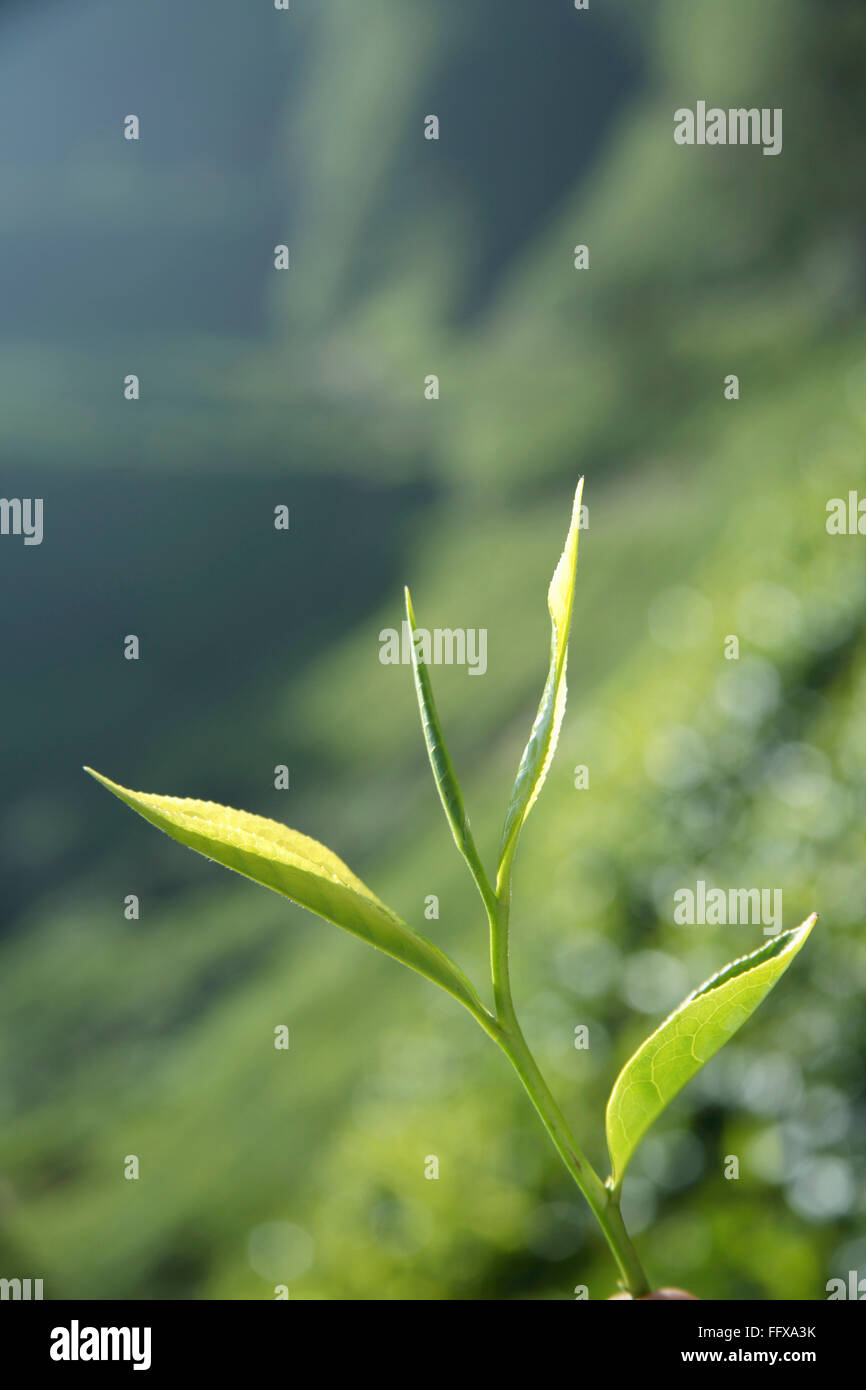 tea plant, tea shrub, tea tree, Camellia sinensis, fresh foliage and ...