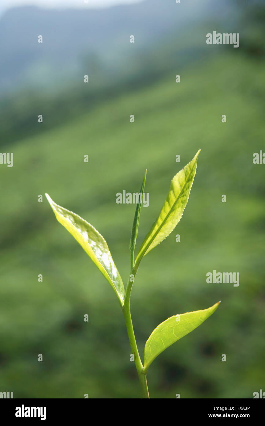 tea plant, tea shrub, tea tree, Camellia sinensis, fresh foliage and ...