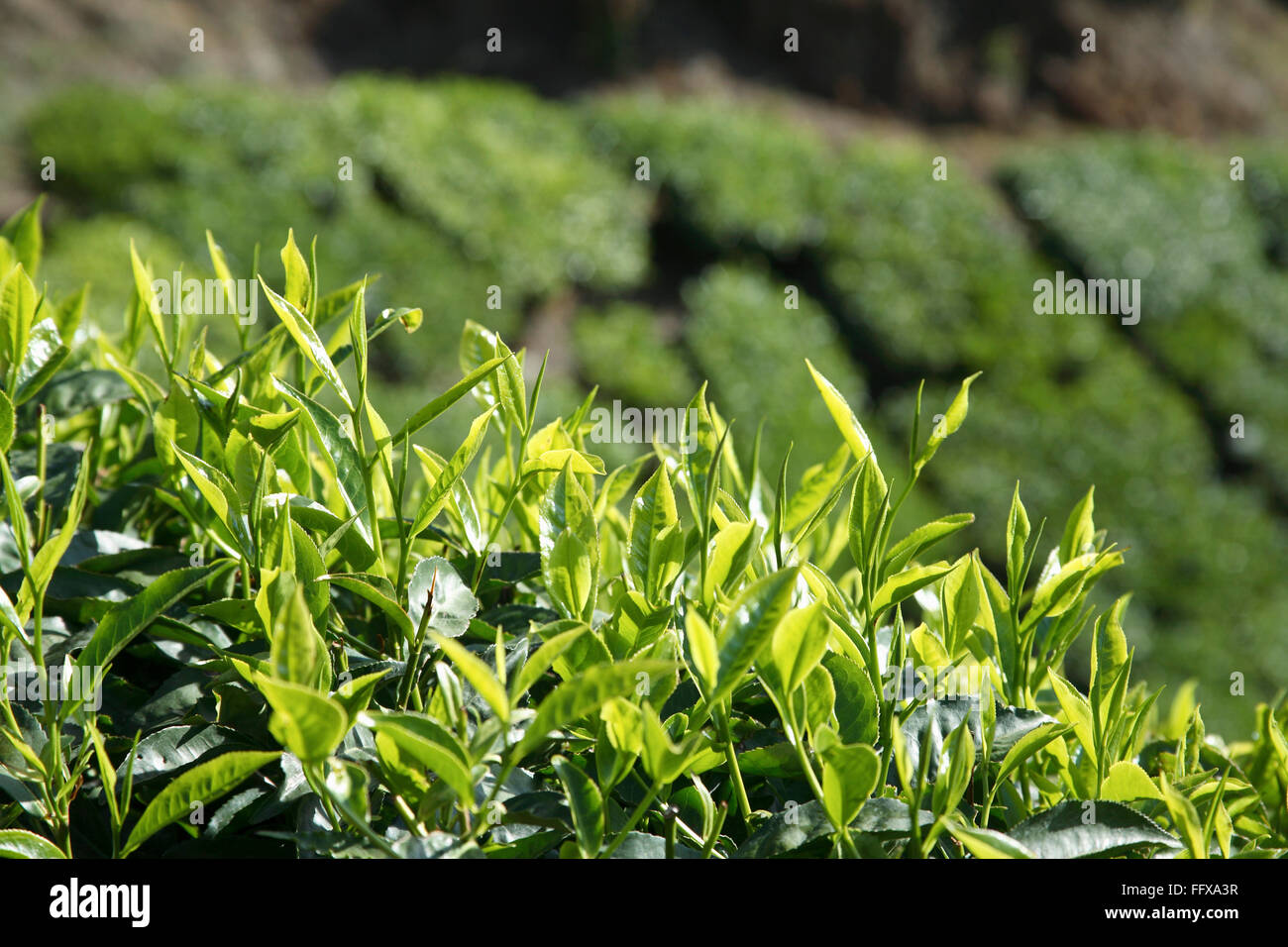 tea plant, tea shrub, tea tree, Camellia sinensis, fresh foliage and ...