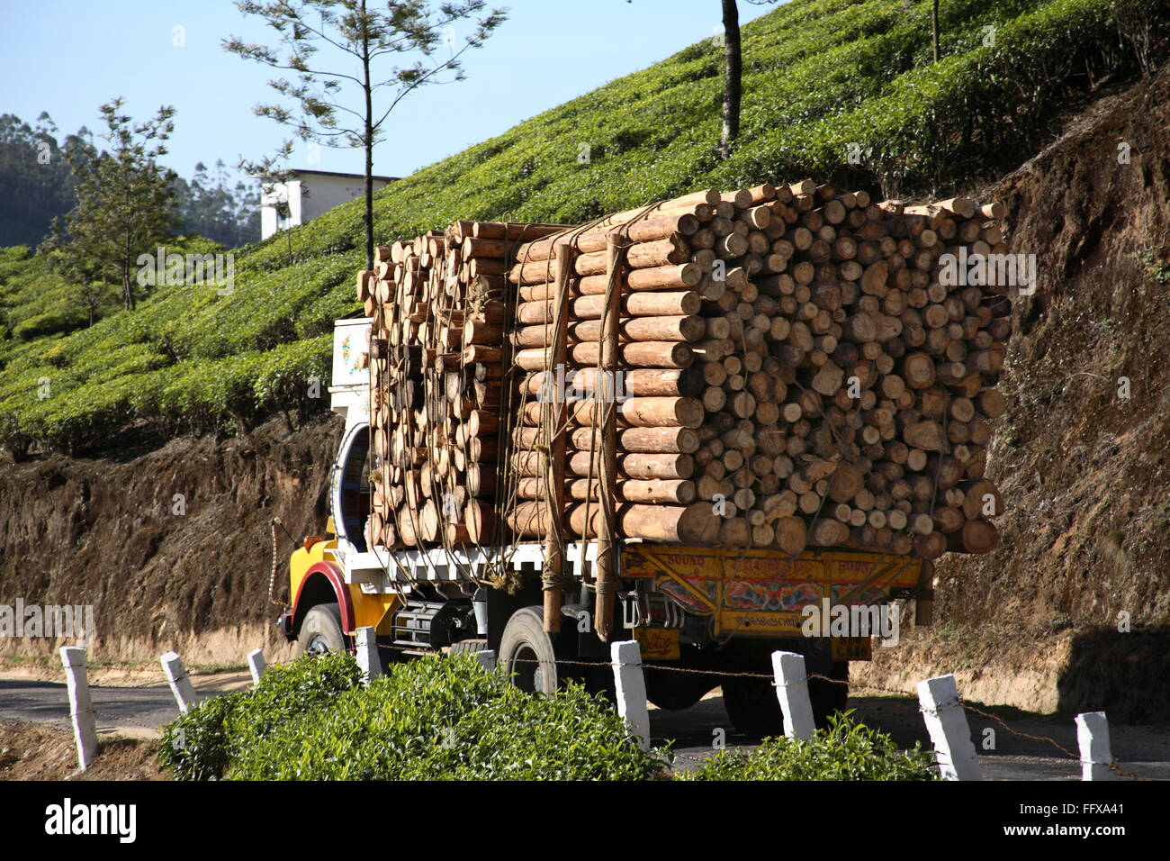 Tea plants Latin name Camellia sinensis , truck loaded with wood tree ...
