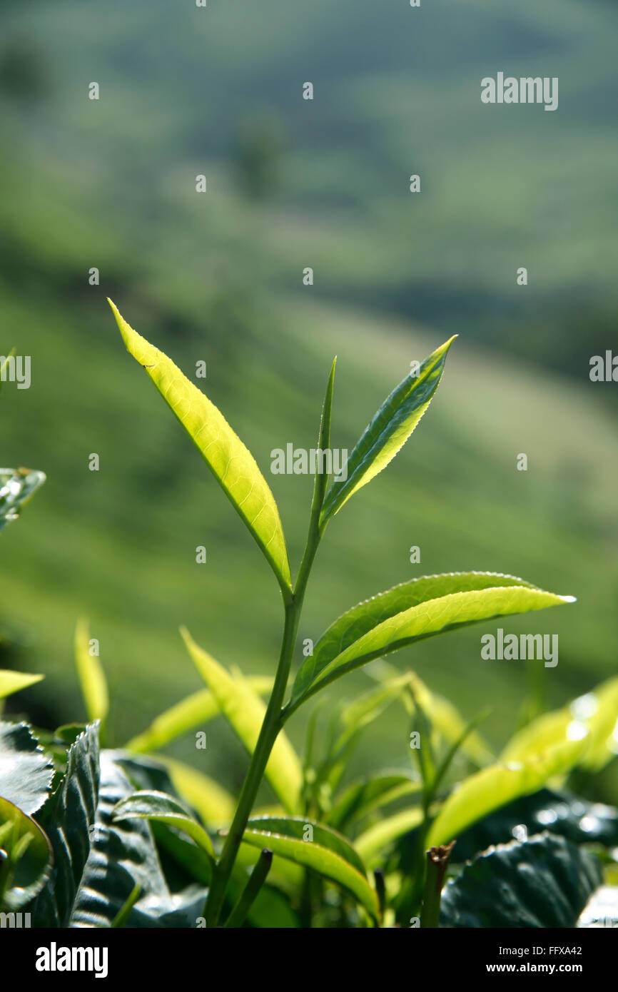 tea plant, tea shrub, tea tree, Camellia sinensis, fresh foliage and ...