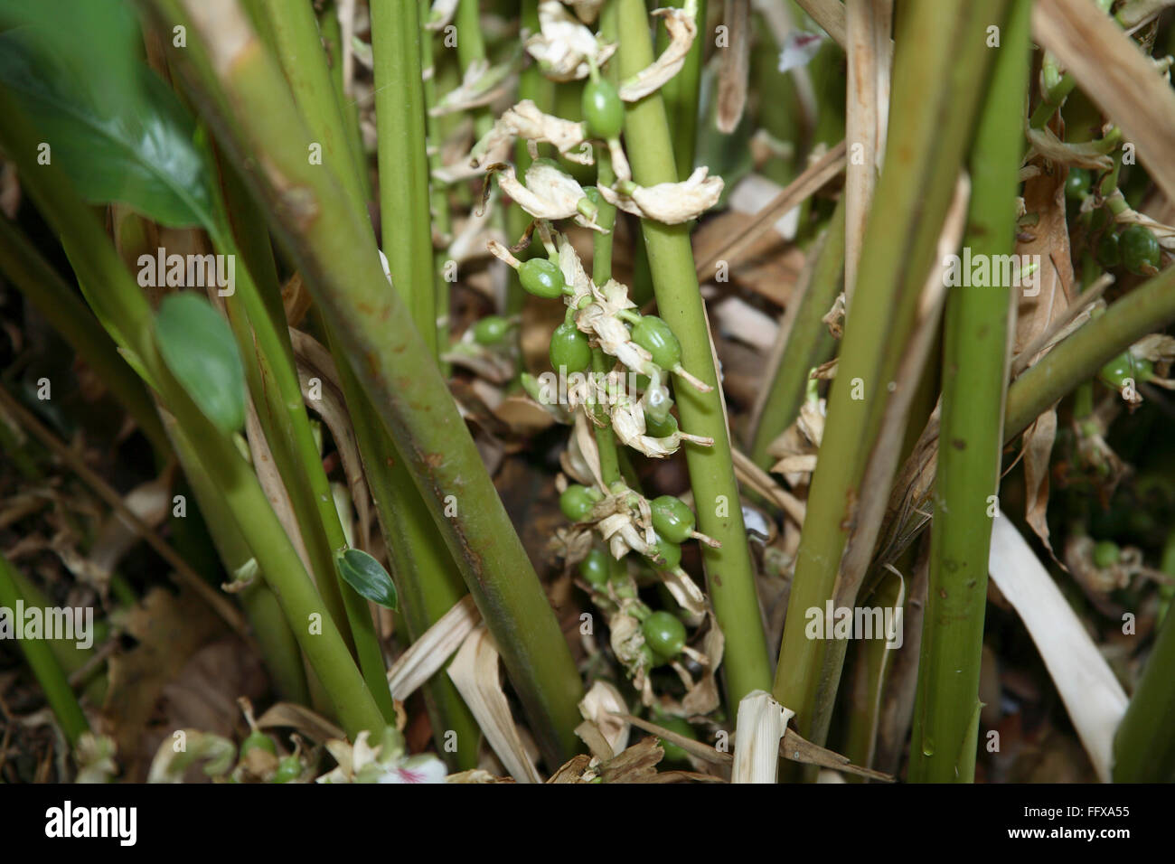 Spices mouth freshener ayurvedic medicine Cardamom plants raw green ...