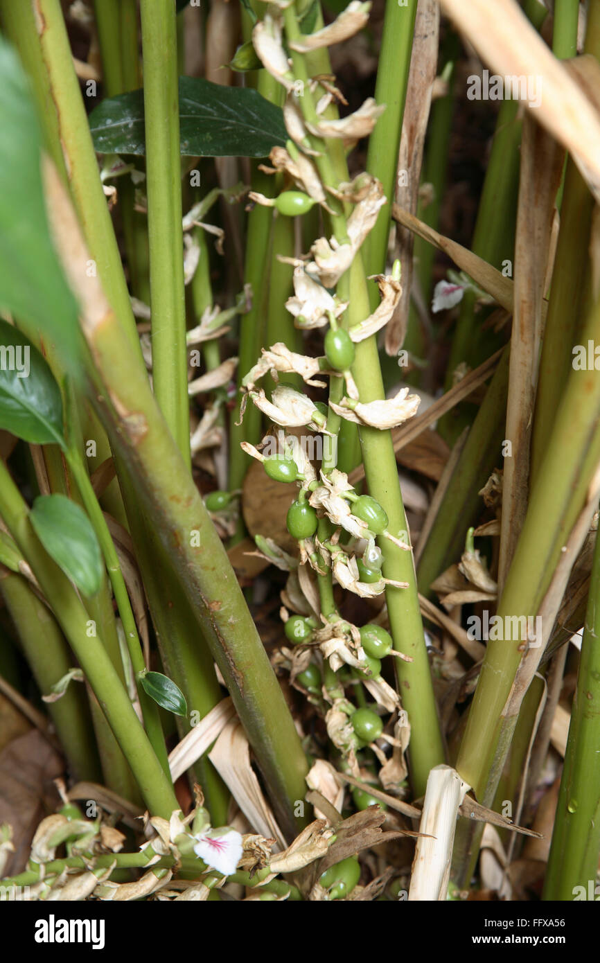 Spices , mouth freshener ayurvedic medicine Cardamom plants raw green ...