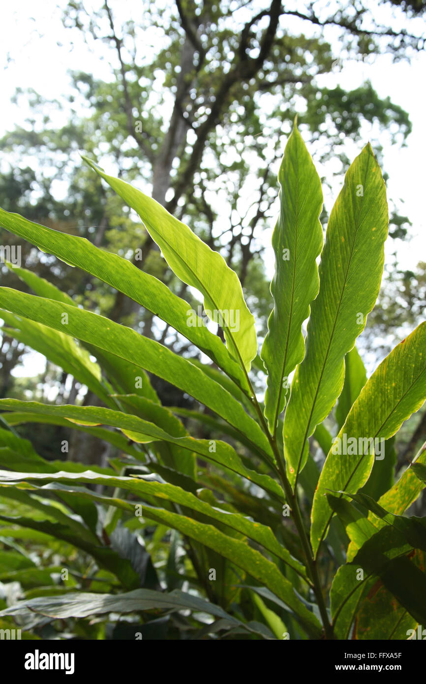 Spices , mouth freshener and ayurvedic medicine Cardamom plants ...