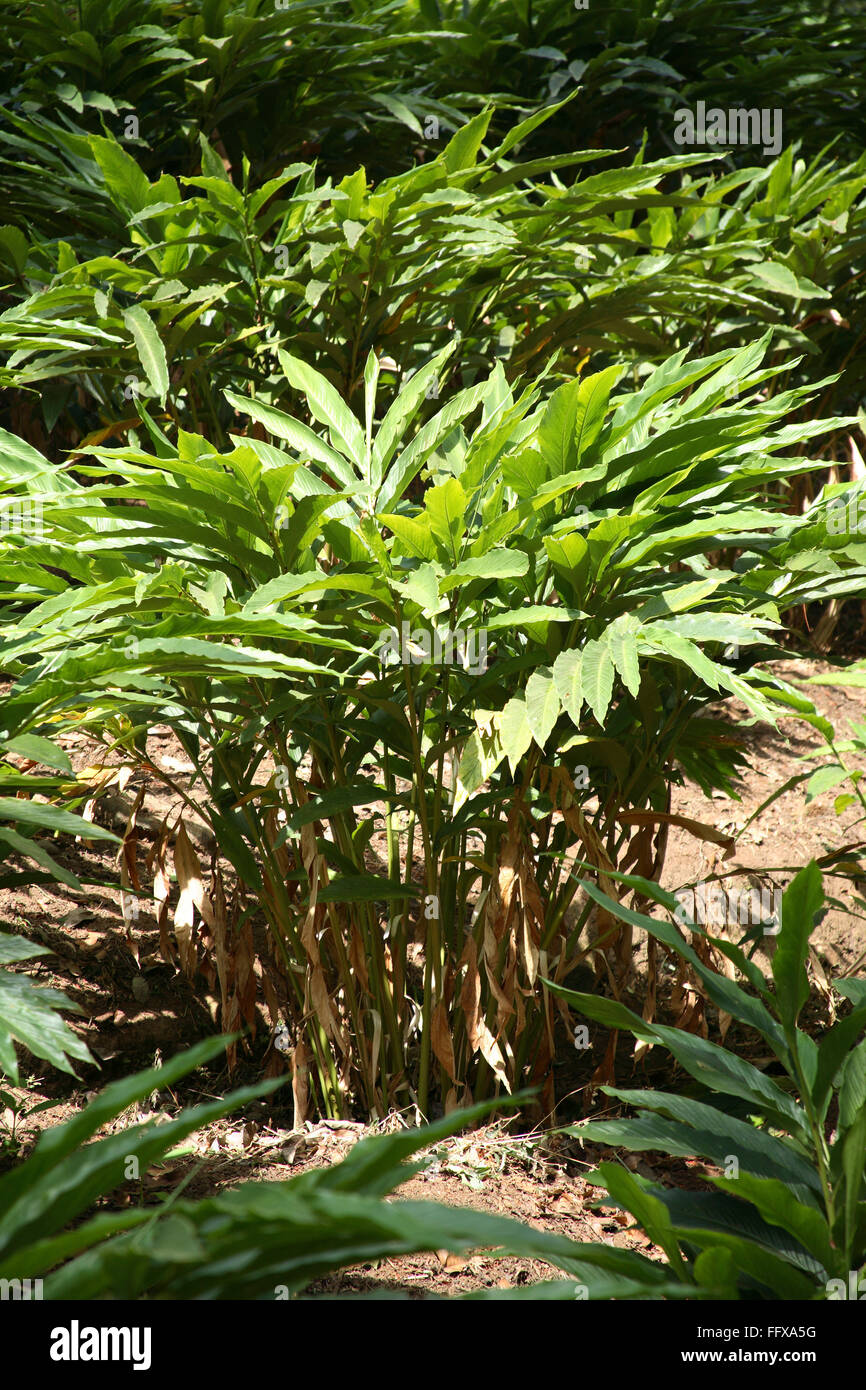 Spices , mouth freshener and ayurvedic medicine Cardamom plants ...