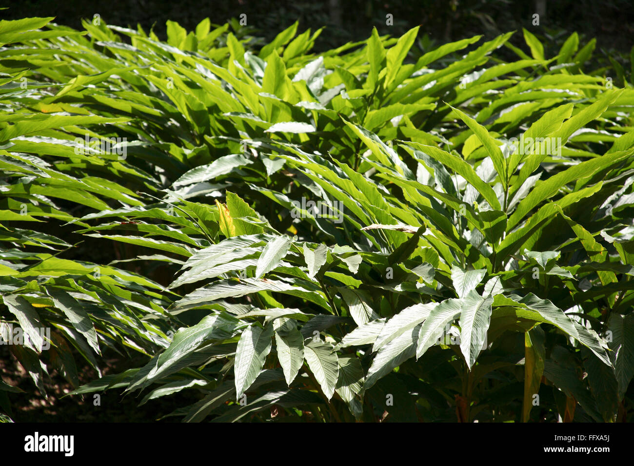 Spices , mouth freshener and ayurvedic medicine Cardamom plants ...